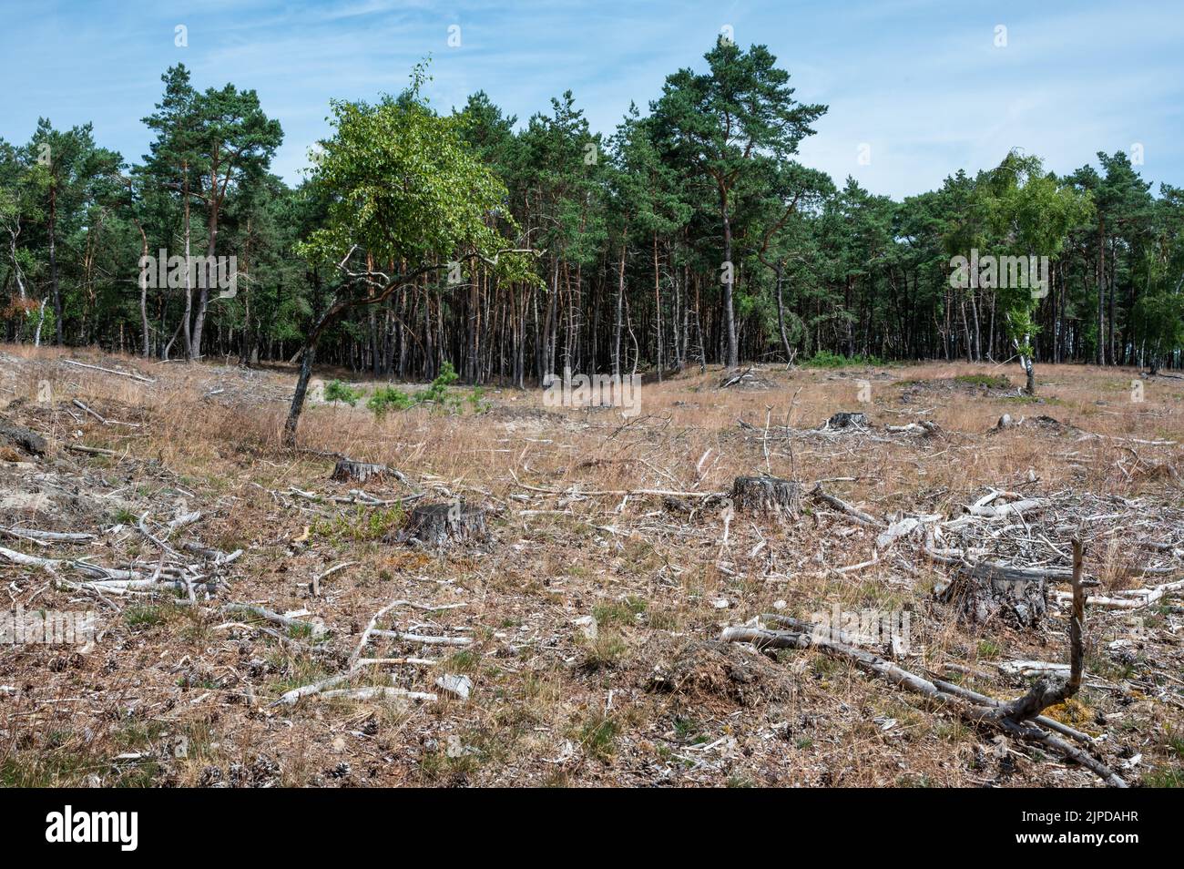 Heather and woods of the Veluwe nature reserve during hot dry summer ...