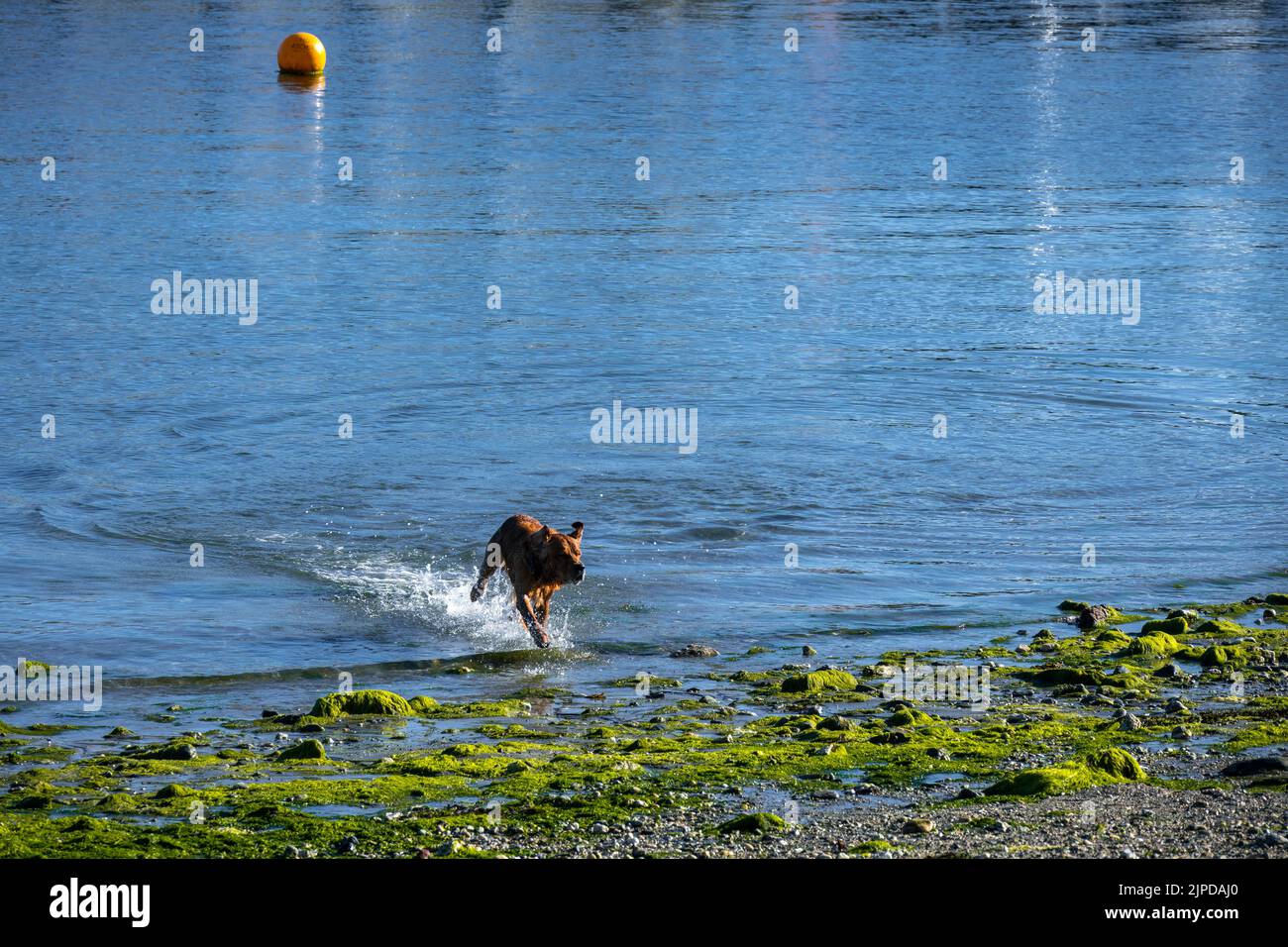 Running on habour hi-res stock photography and images - Alamy