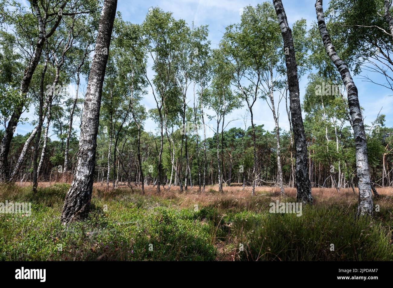 Heather and woods of the Veluwe nature reserve during hot dry summer ...