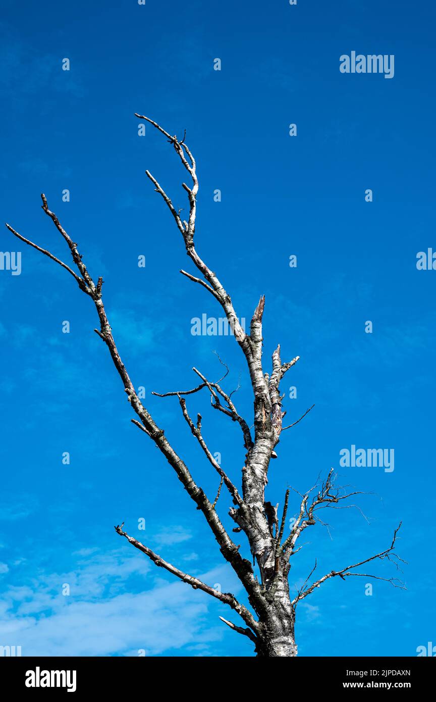 Lonely dry tree branch against blue sky, Veluwe, The Netherlands Stock ...