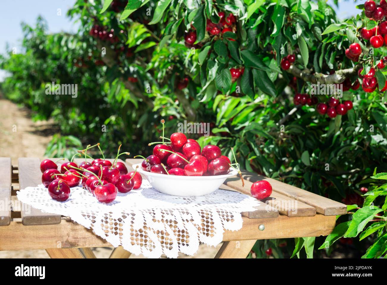 ripe juicy cherry berry in a white plate on the table Stock Photo - Alamy