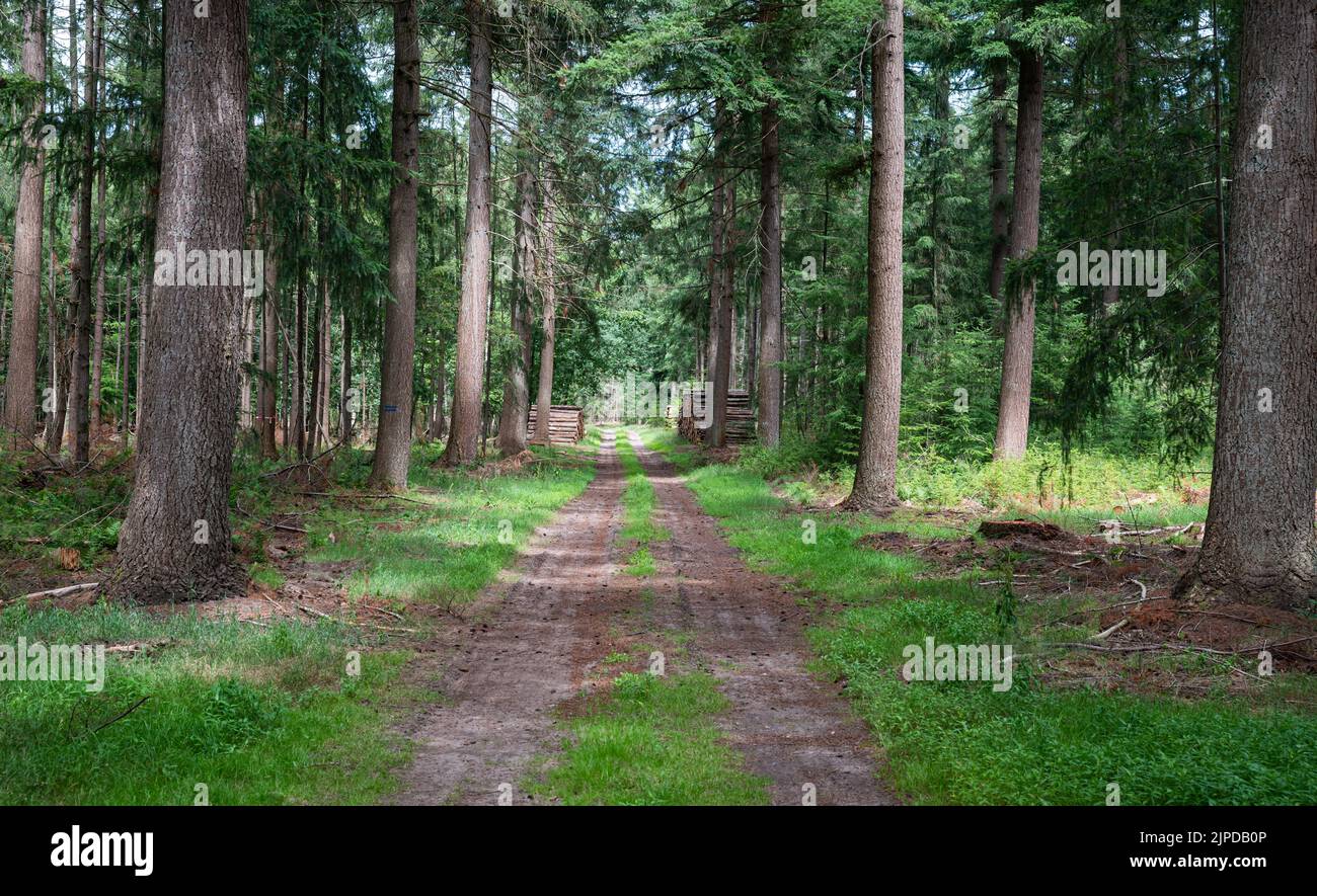 Walking trail through the dark woods of the Veluwe Stock Photo - Alamy