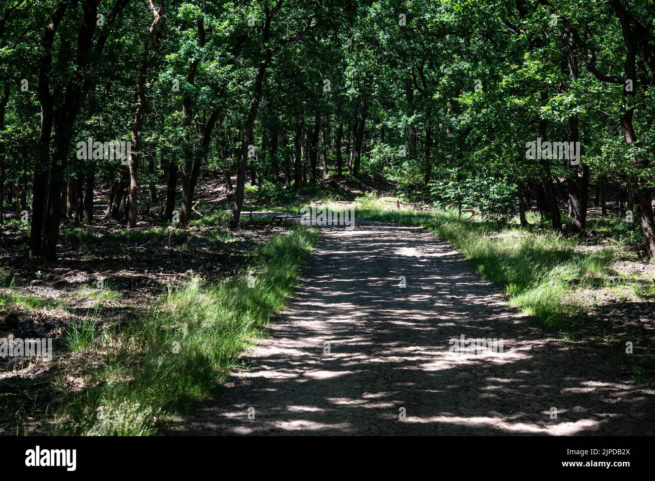 Walking trail through the dark woods of the Veluwe, Netherlands Stock ...