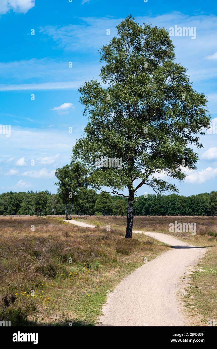 Heather and trees against blue sky at the Veluwe national park, The ...