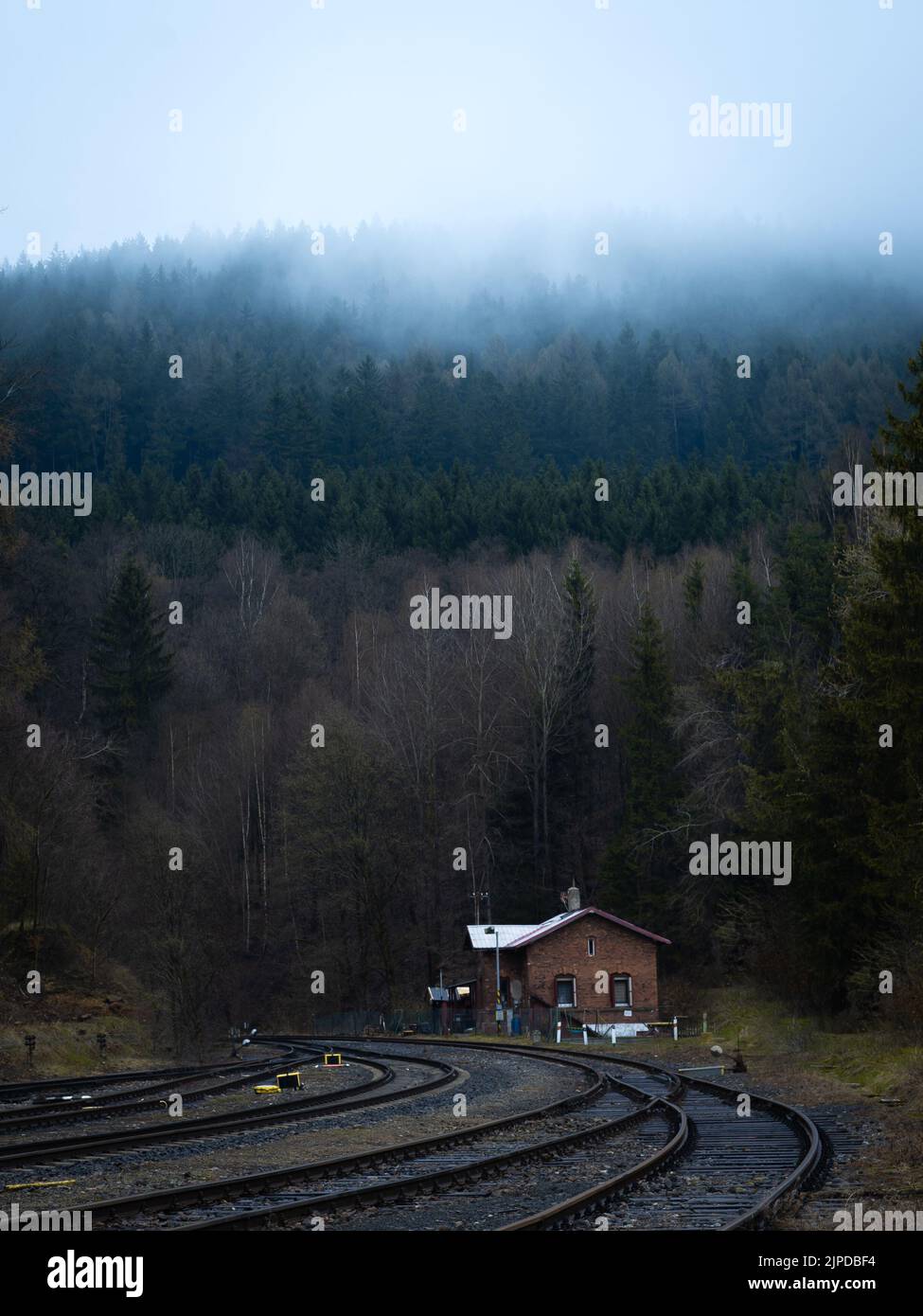 Deep forest hidden in the morning mist. Cool atmosphere morning in the ...