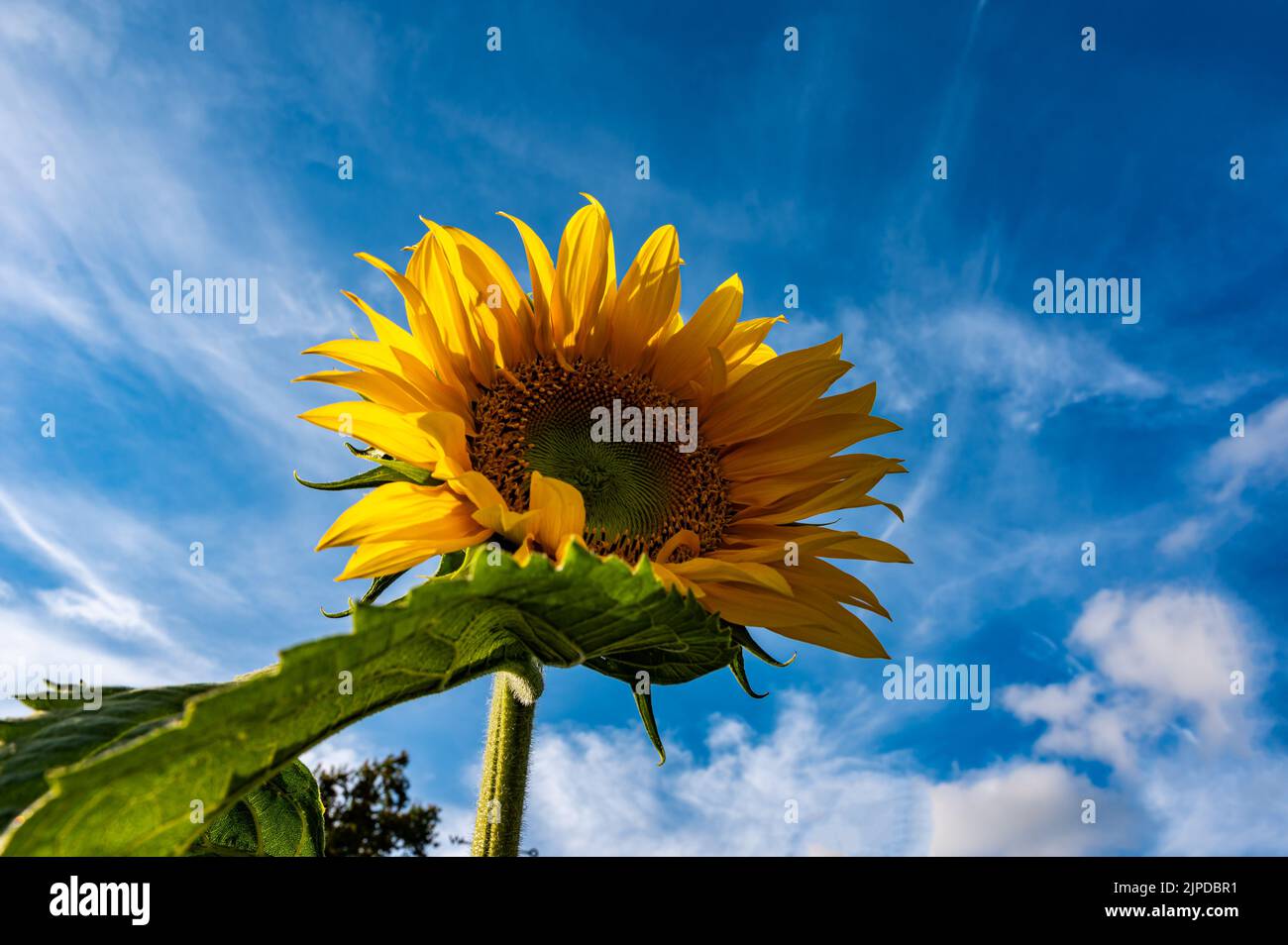 Low wide angle view of a common sunflower against blue sky, The ...