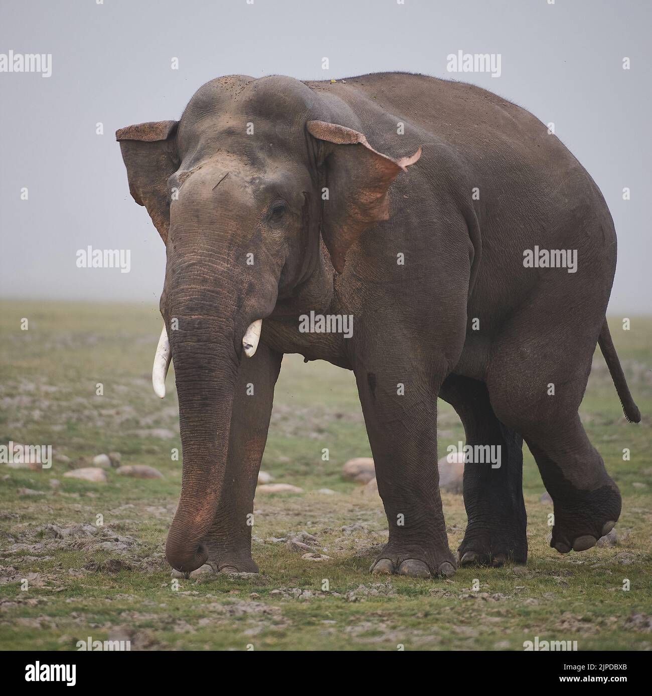 Bull Elephant of Dikala range. Jim Corbett National Park, India Stock ...