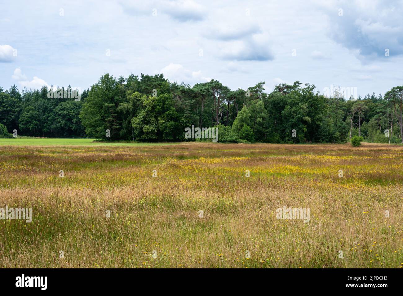 Woods and heather landscape in summer around Espe, the Netherlands ...