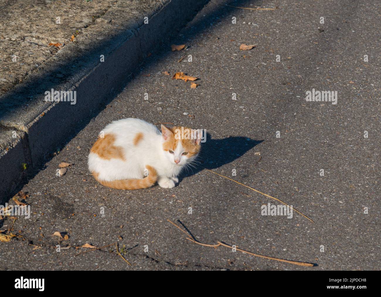 Tabby and white kitten Stock Photo - Alamy