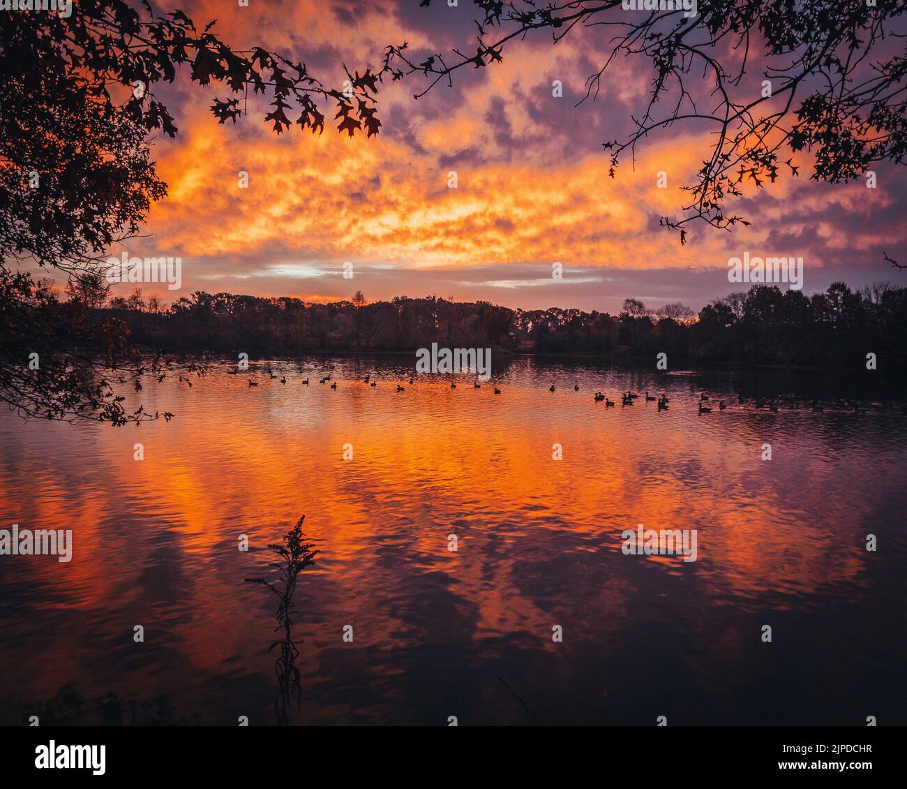 Epic scarlet sunset sky above the lake and forest in autumn. Dramatic ...