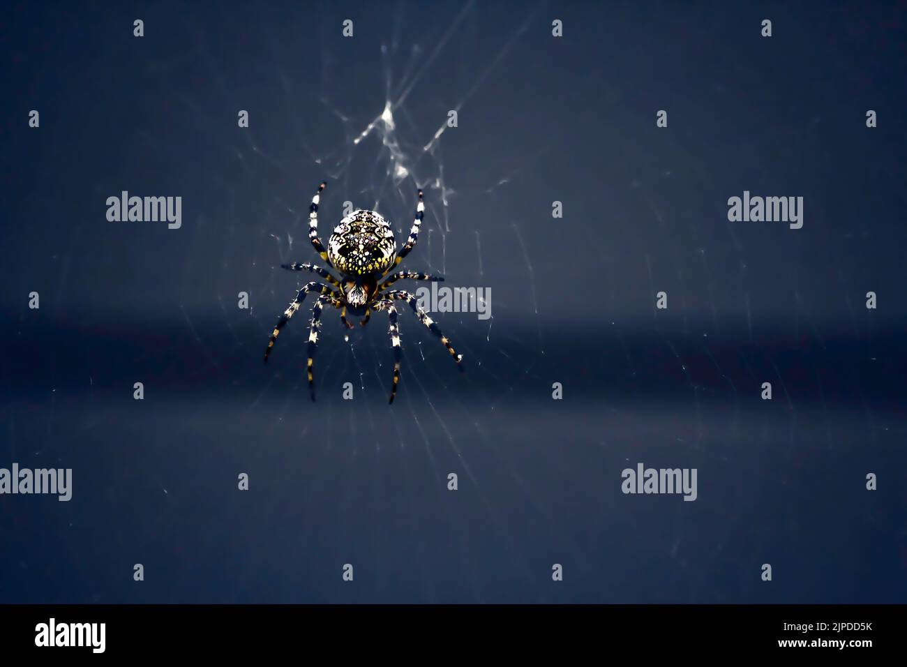 Spider climbing a net big Stock Photo - Alamy