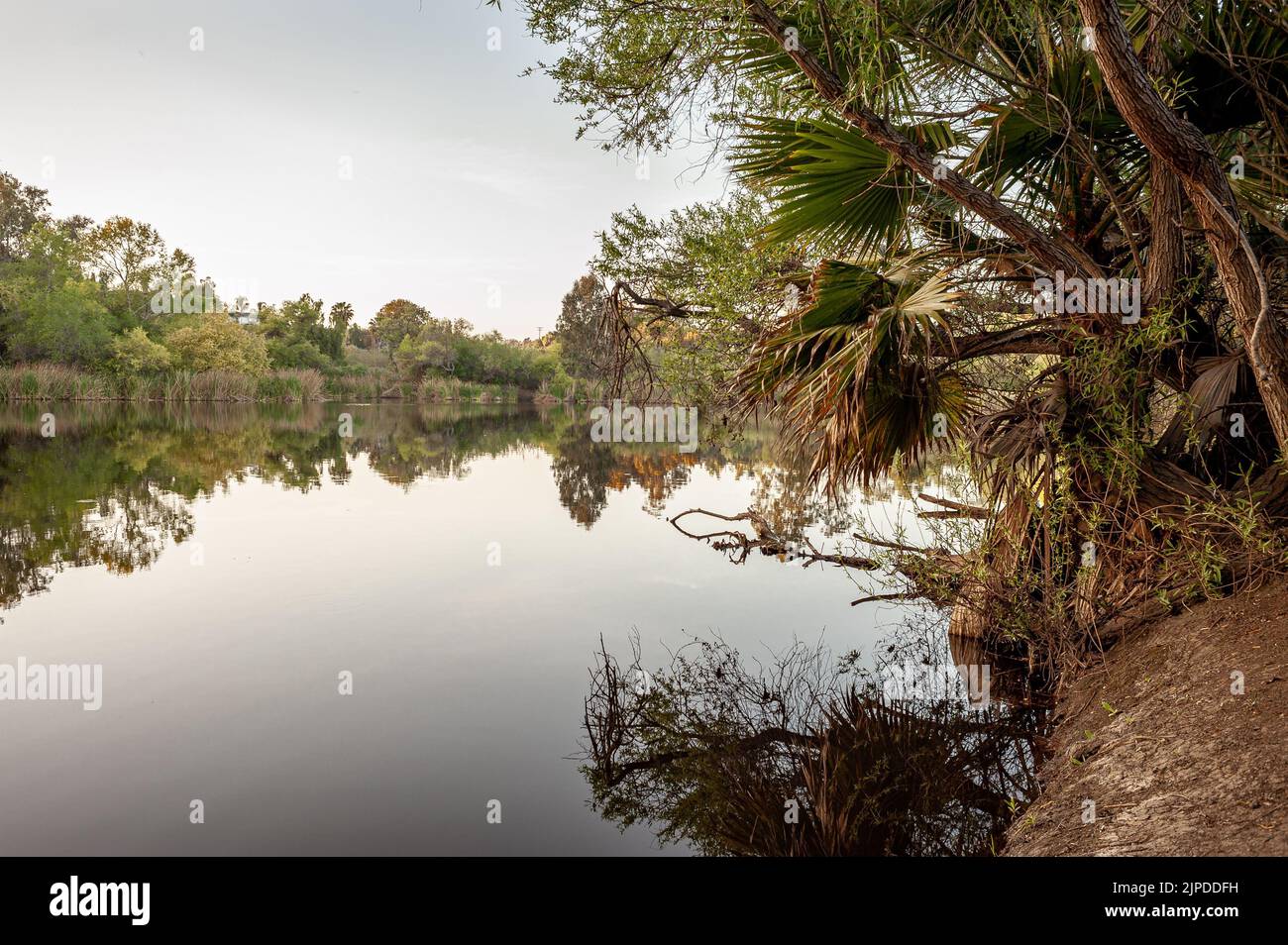 A scenic view of a lake surrounded by green plants and trees Stock ...