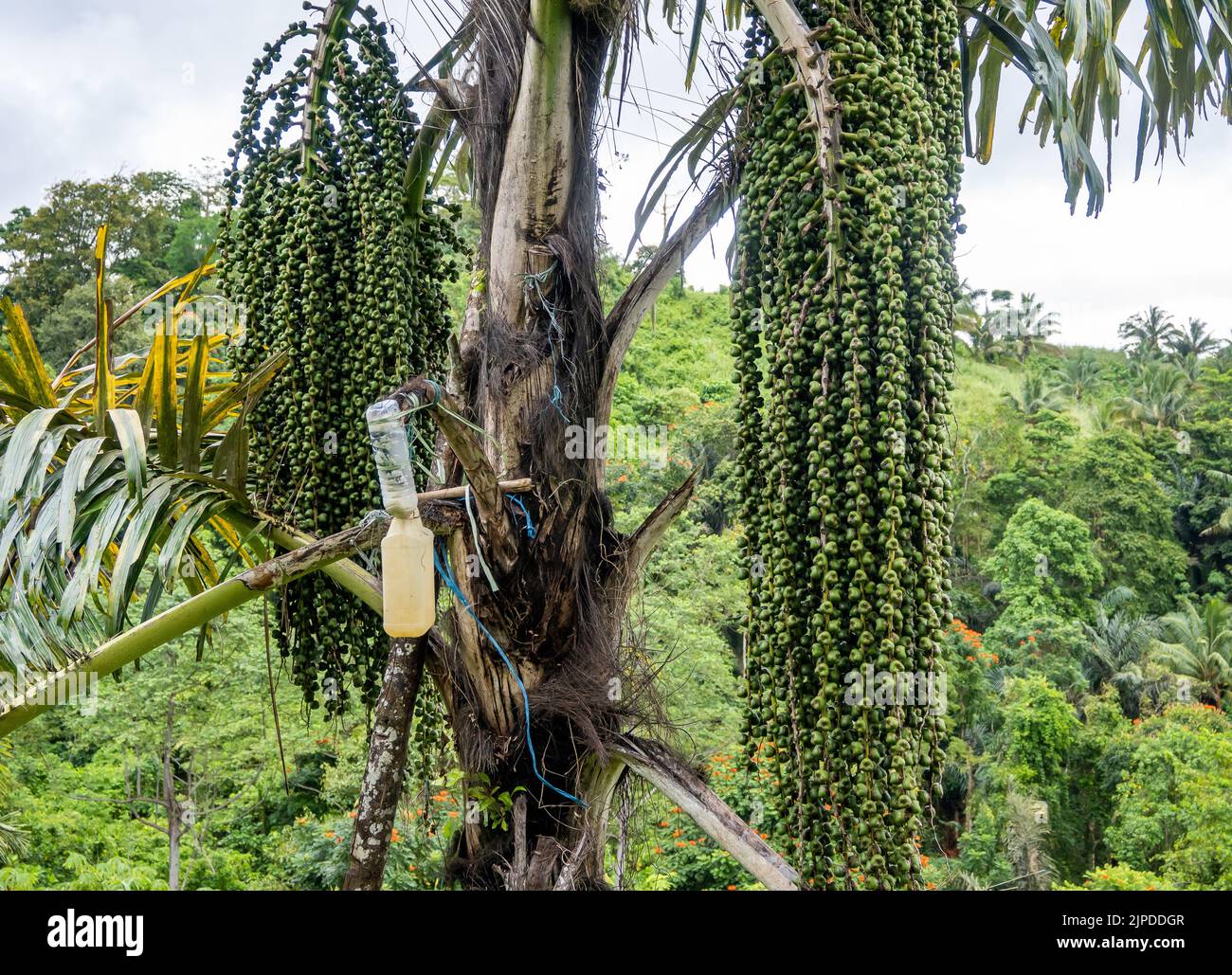 Plastic bottle and jug are used to collect sap from palm tree. Sulawesi ...