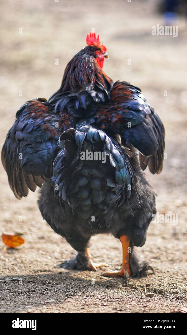 A back view of black rooster with open wings walking ina funny pose ...