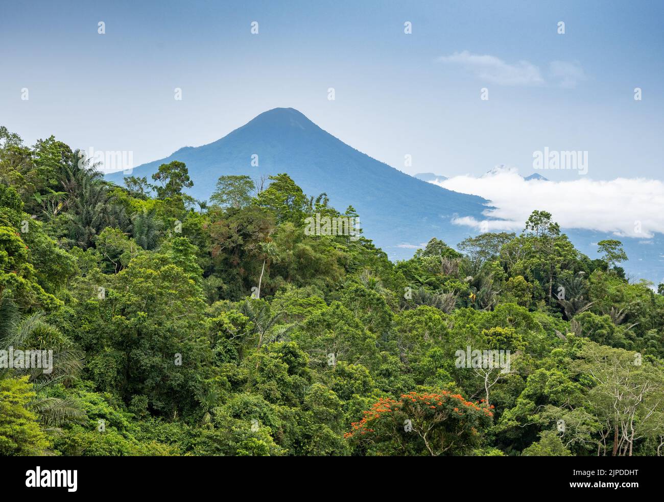 A cone shaped volcano rises above lush green forest. Sulawesi ...