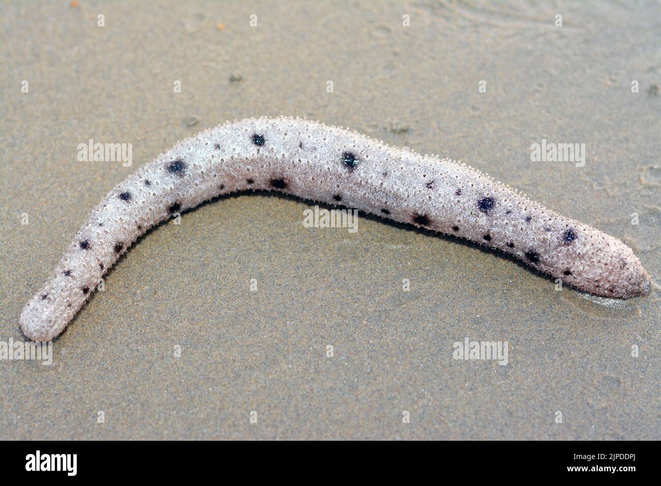 Sea cucumber on the shallow sea floor on the beach, echinoderms from the class Holothuroidea ...