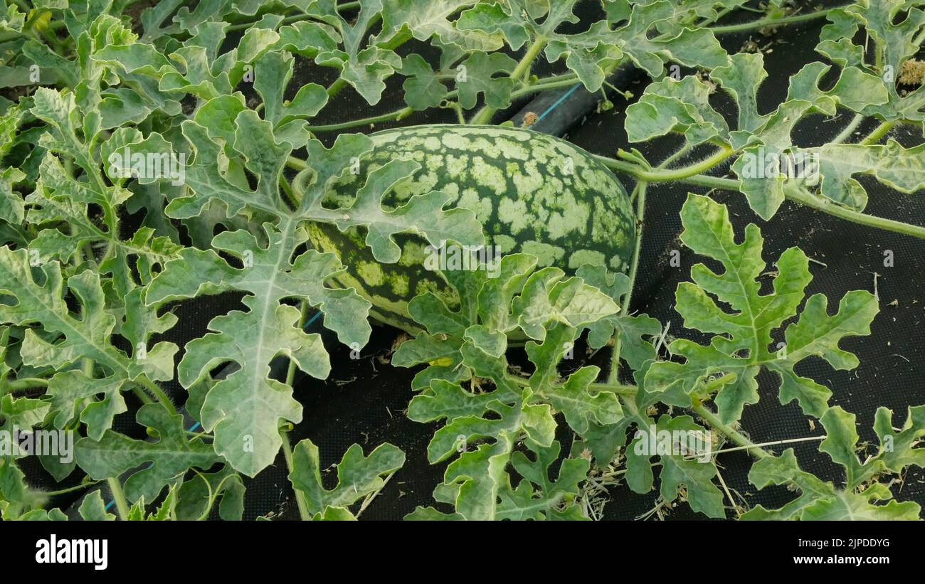 Watermelon citrullus lanatus planting bio farm plant field foil growth ...