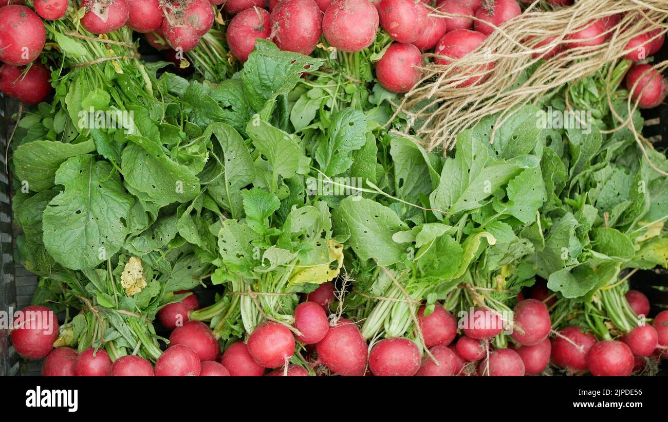 Fresh radish harvest vegetables on the market shop Raphanus ...