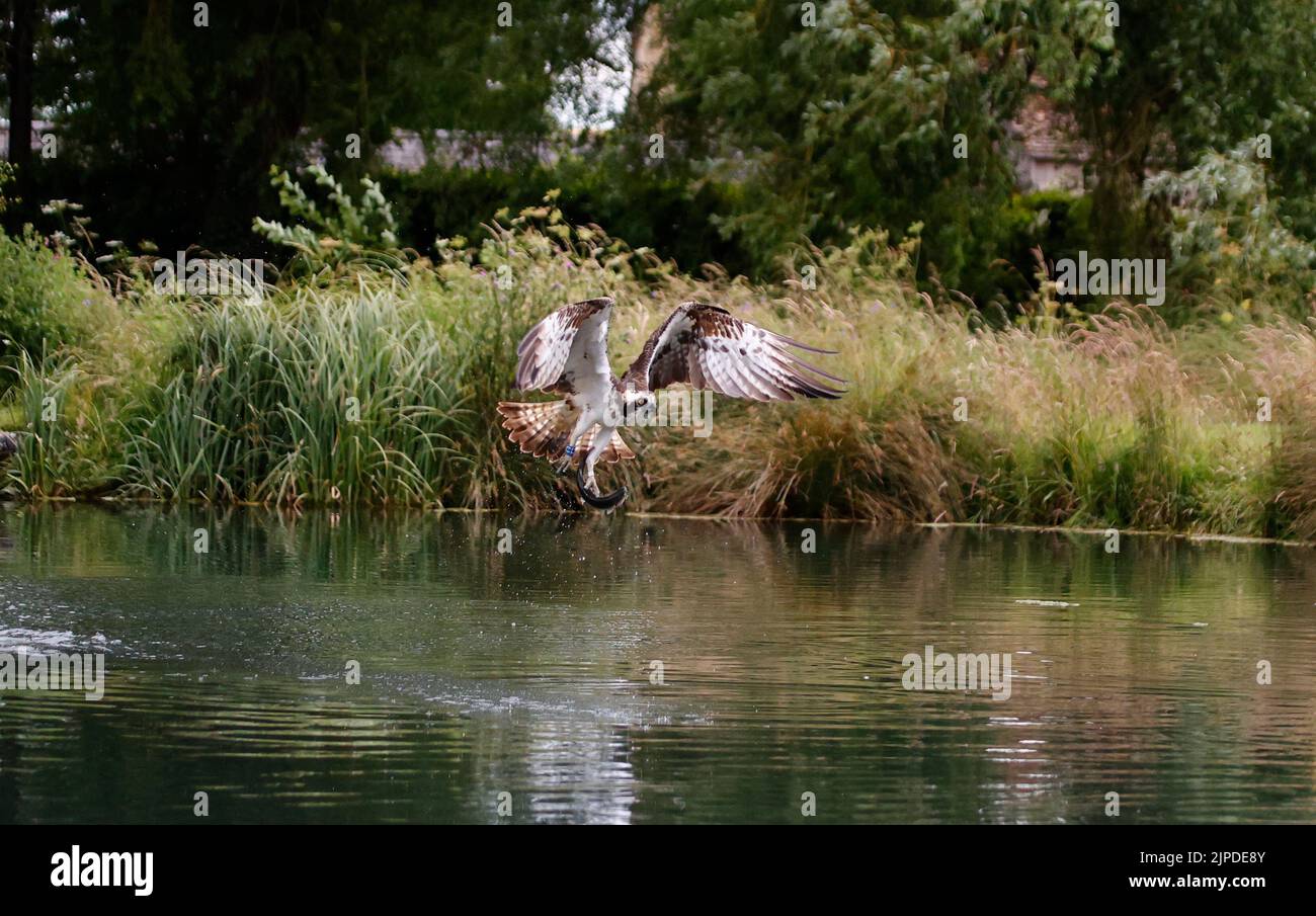 Ospreys fishing at a trout farm in the UK Stock Photo - Alamy