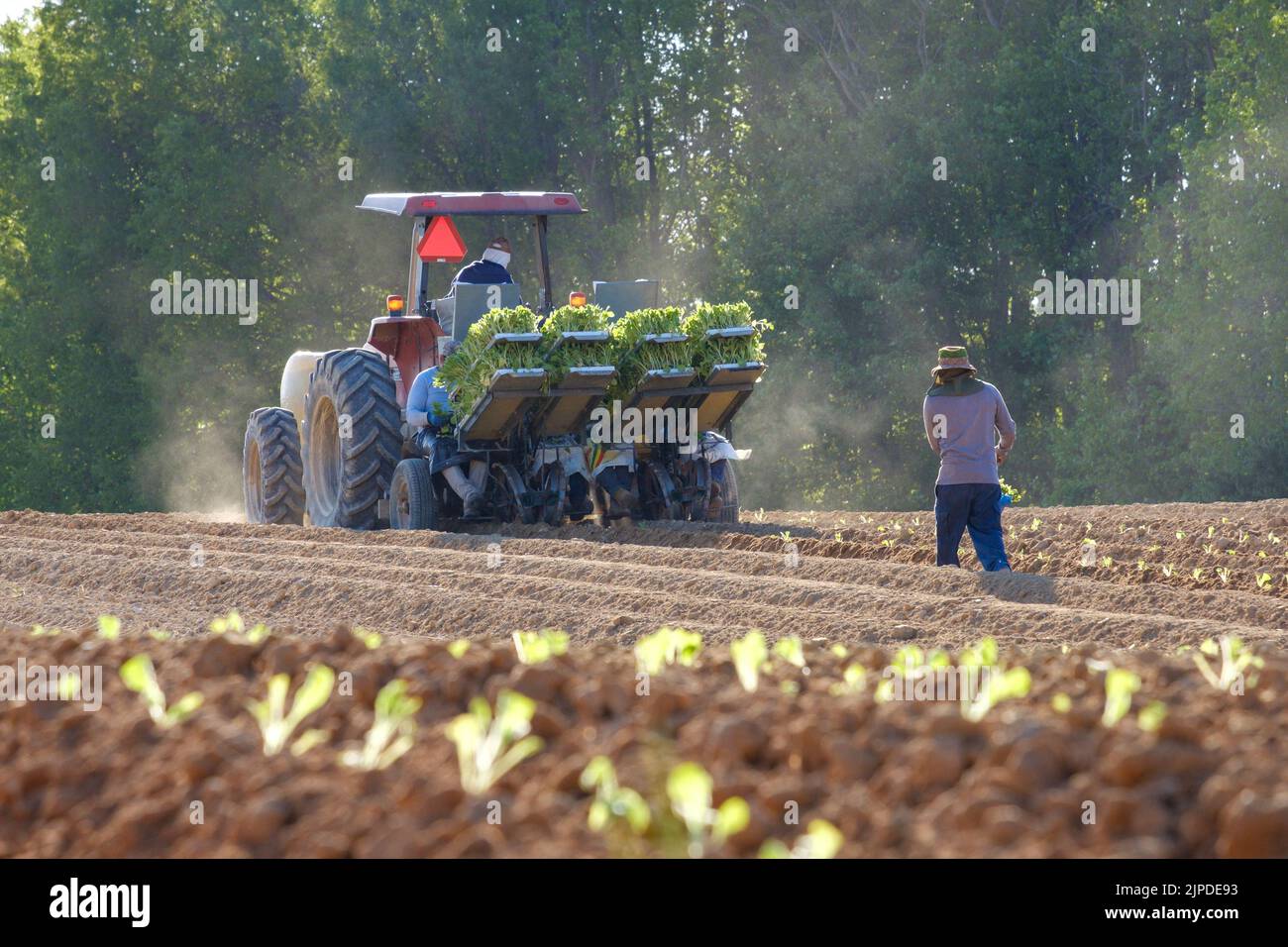 Planting tobacco plants with a tractor and hand labor in a dusty field ...