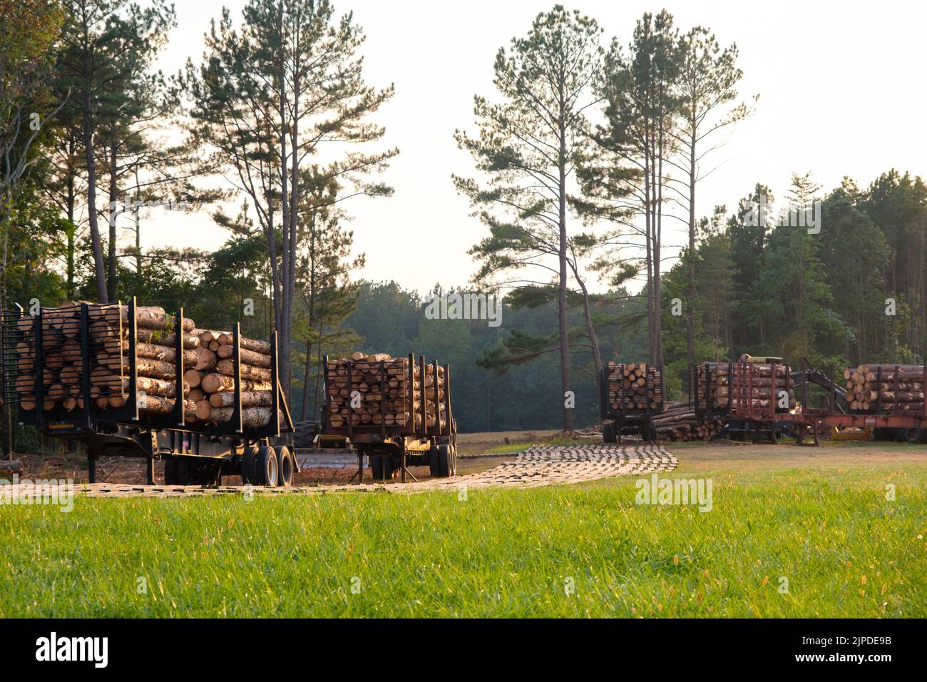 Loaded log trailers at the log landing Stock Photo - Alamy