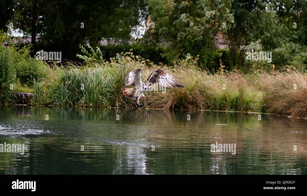 Ospreys fishing at a trout farm in the UK Stock Photo - Alamy