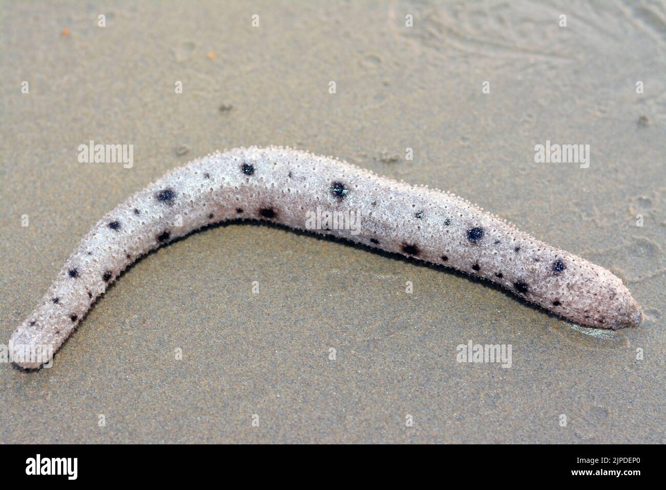 Sea cucumber on the shallow sea floor on the beach, echinoderms from ...