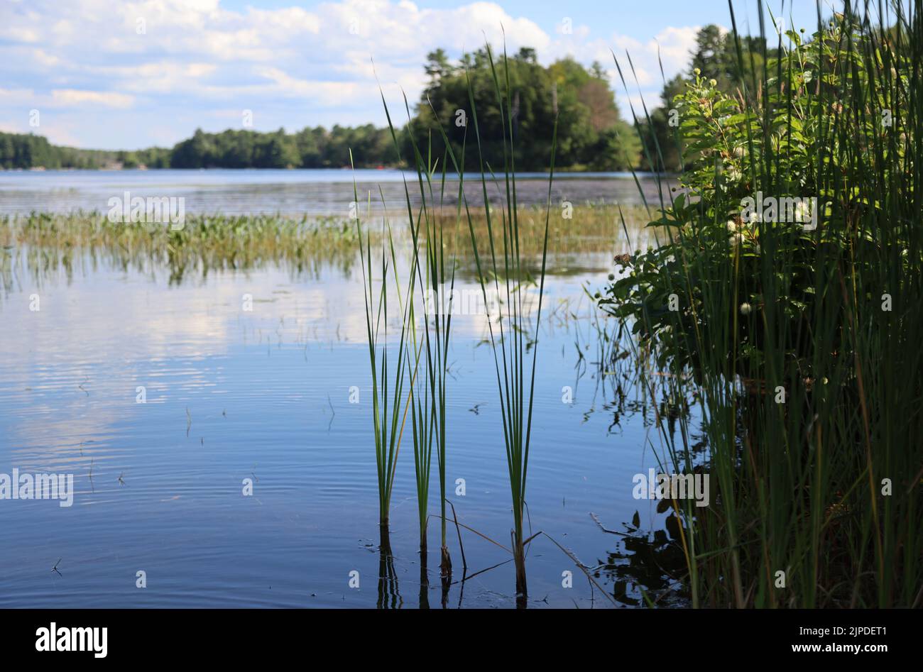 View of one of the lakes in the Muskoka area, Ontario Stock Photo - Alamy