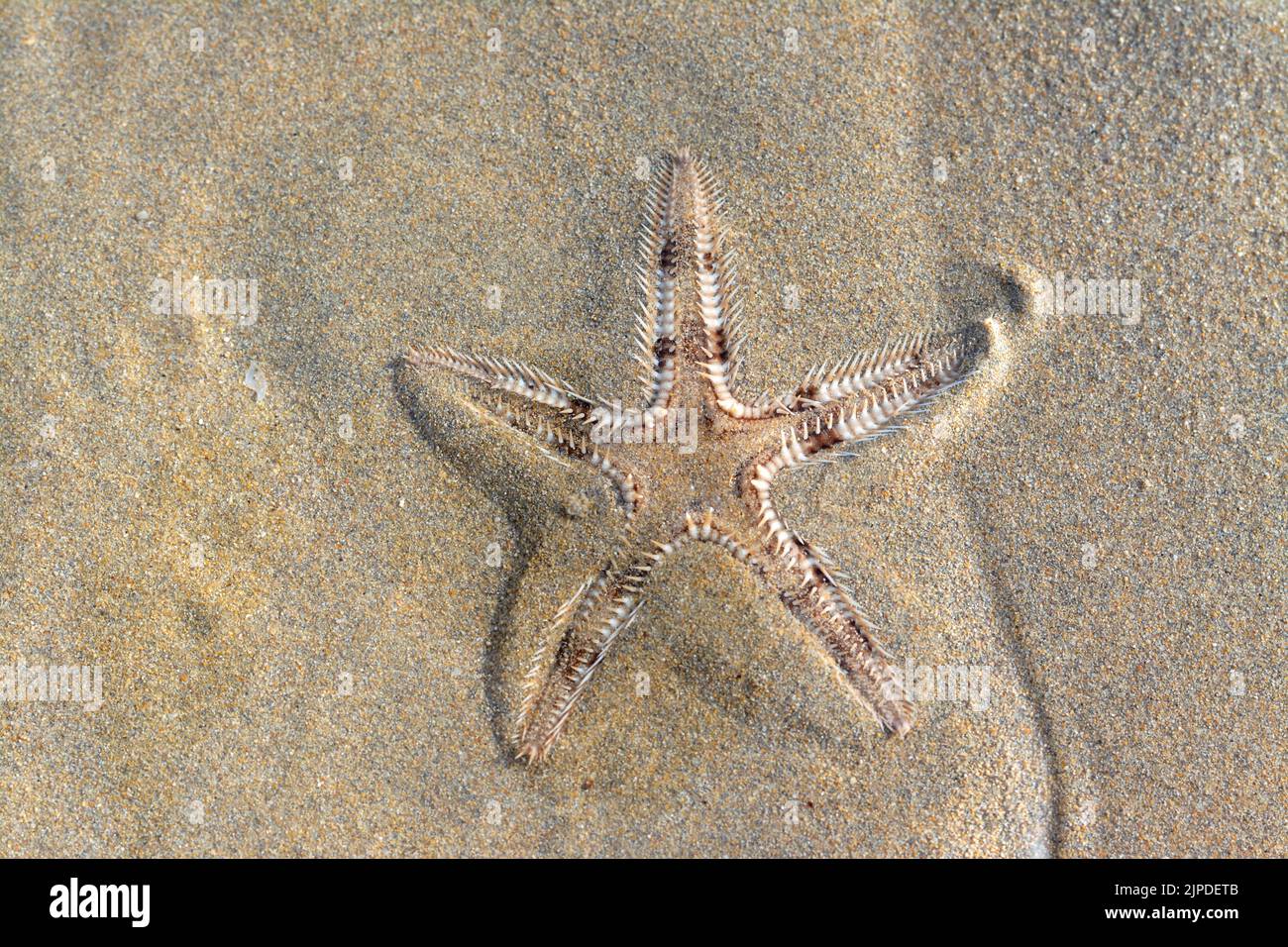 Spiny starfish (Marthasterias glacialis), starfish with a small central ...