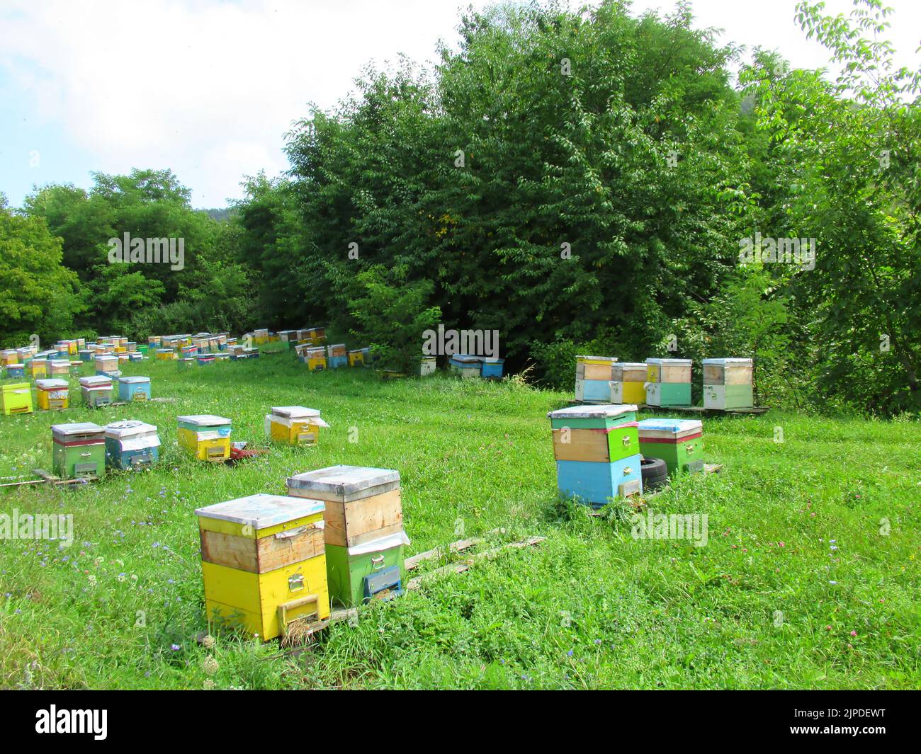 Honey bee colonies hi-res stock photography and images - Alamy
