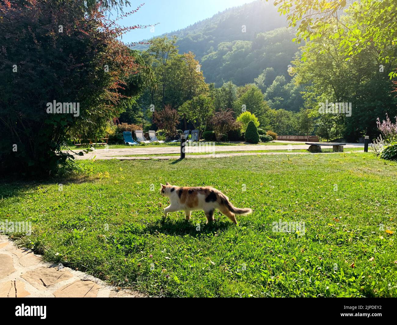 The cat walks in the mountain resort. Forests and mountains, beautiful ...
