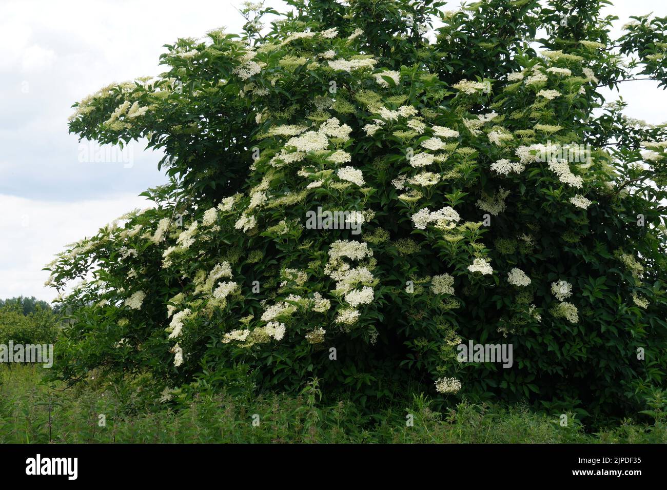 The blooming European elder in the green meadow. Sambucus nigra Stock ...