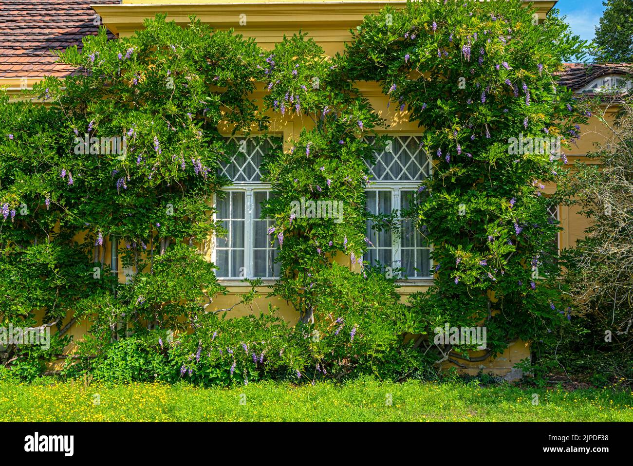 window, facade, vine, windows, facades, vines Stock Photo - Alamy