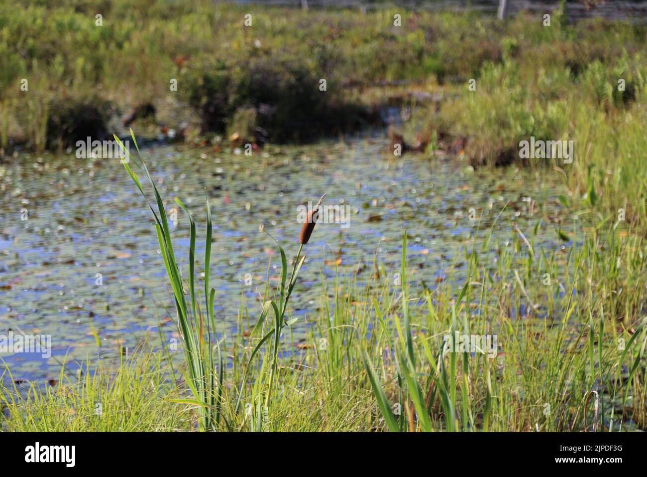 Close up isolated Bulrush plant, Muskoka Lakes, Ontario Stock Photo - Alamy
