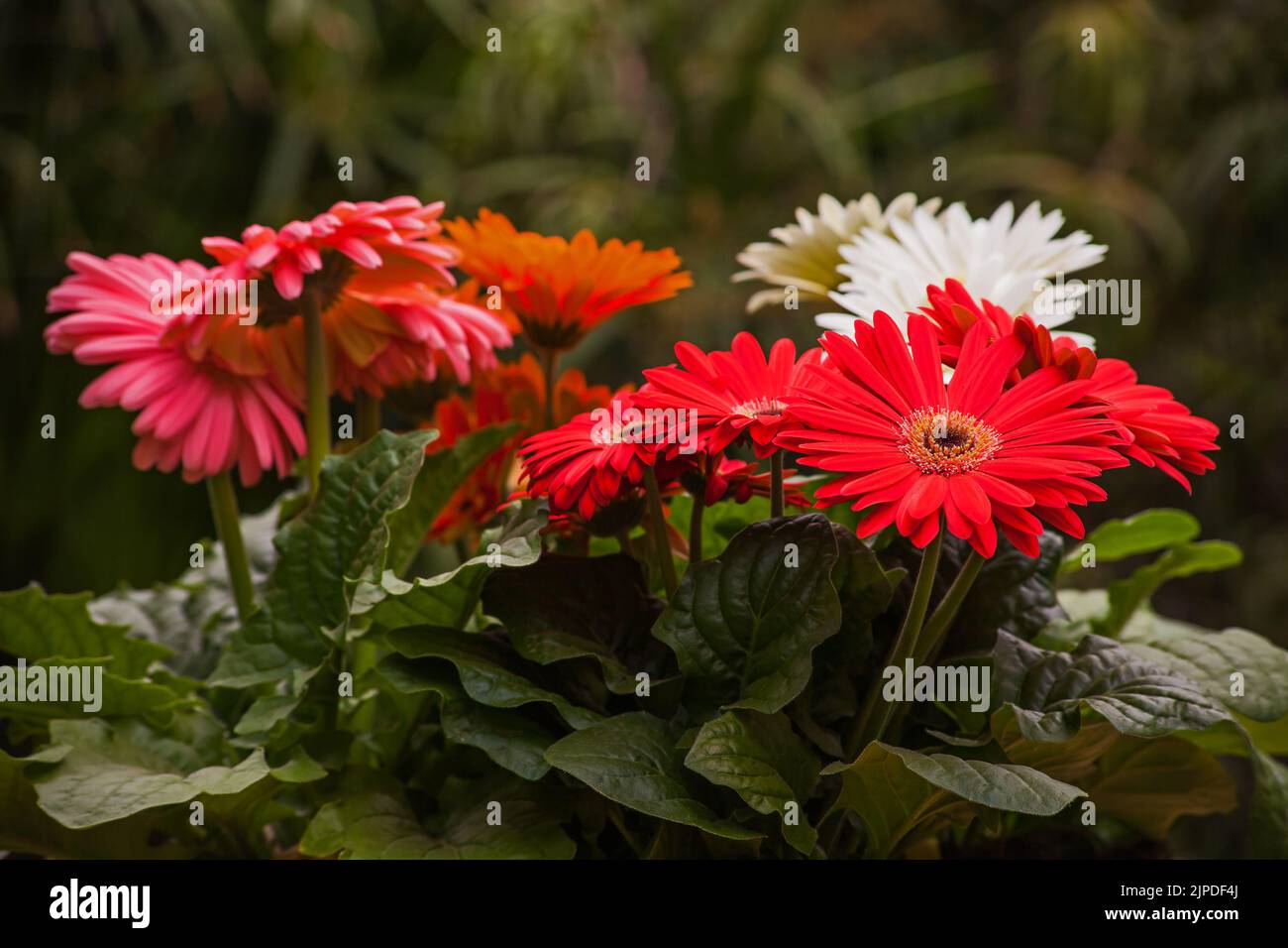Different colored hybrids of Gerbera jamesonii Stock Photo - Alamy