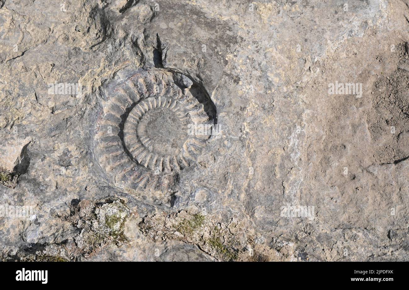 Ofterdingen, Germany. 17th Aug, 2022. Fossils of prehistoric animals ...