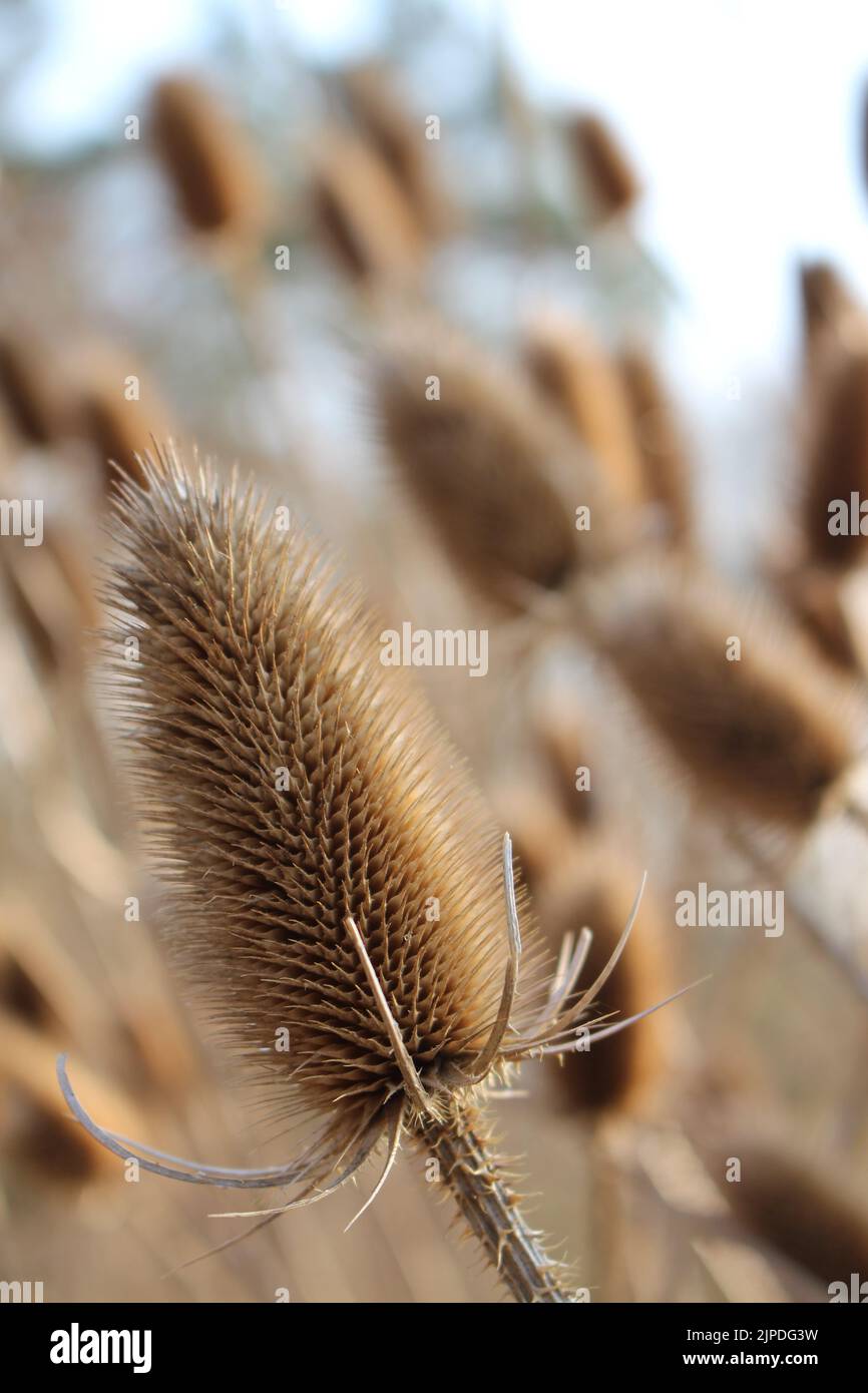 Dried thistle blossoms hi-res stock photography and images - Alamy