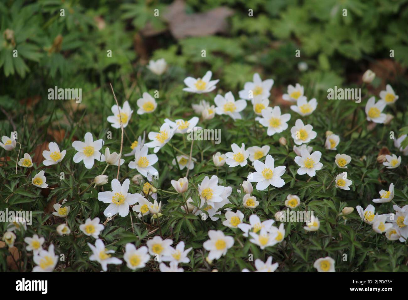 spring flower, wind rose, spring flowers, wind roses Stock Photo - Alamy