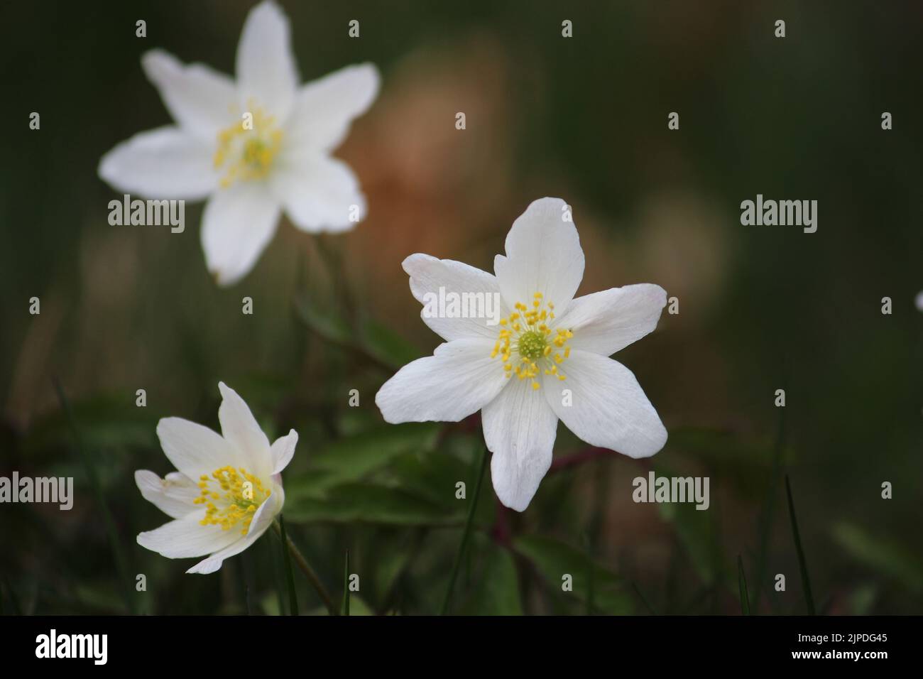 wind rose, wind roses Stock Photo - Alamy