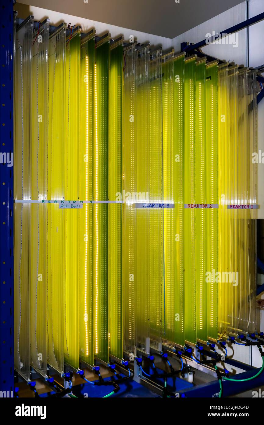 algae, laboratory, breeding, algaes, laboratories Stock Photo - Alamy