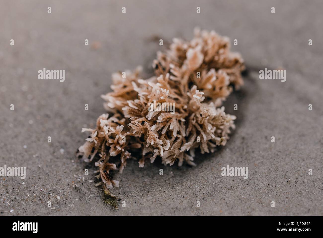 Sponge seaweed hi-res stock photography and images - Alamy