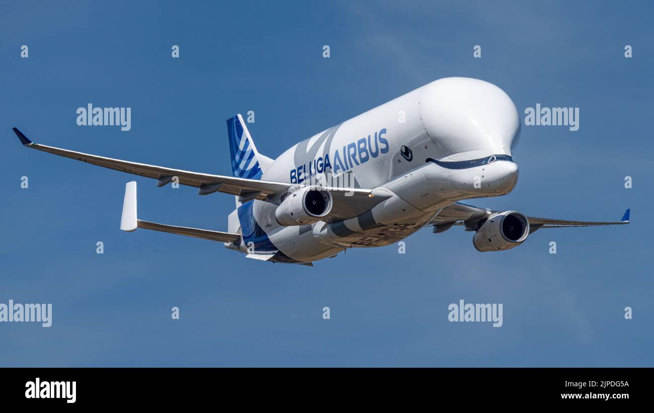 Belluga xl hi-res stock photography and images - Alamy