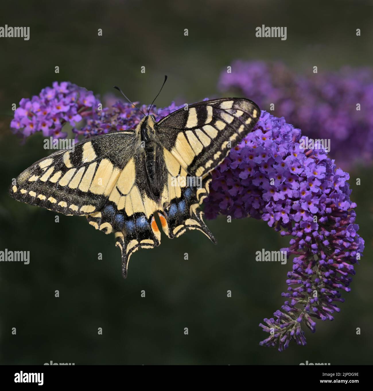 common yellow swallowtail, papilio machaon, swallowtail butterflies Stock Photo - Alamy