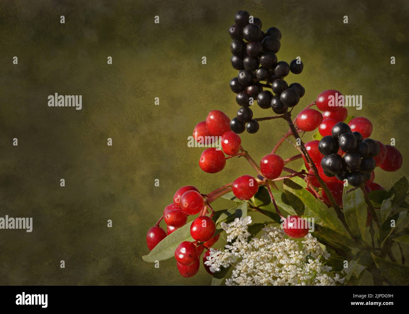 plant, berries, plants, berry Stock Photo - Alamy