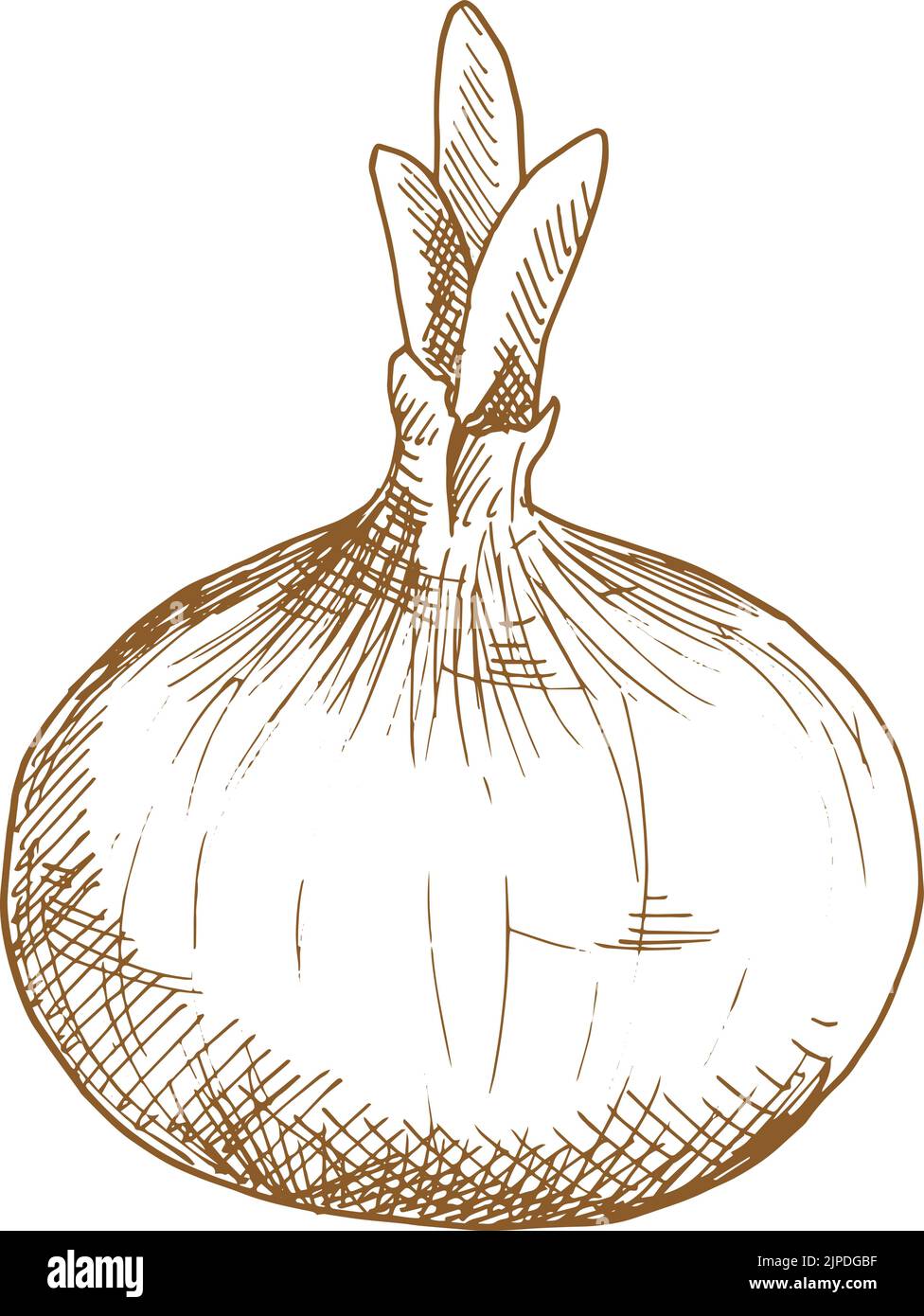 Onion bulb vector isolated sketch. Vector raw vegetable, whole root ...