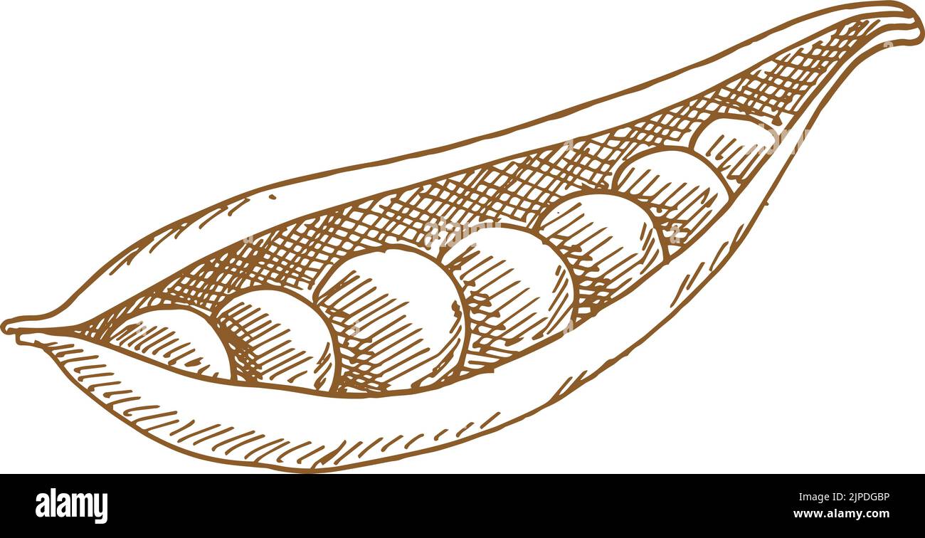 Pea pod isolated monochrome sketch. Vector split peas vegetable ...