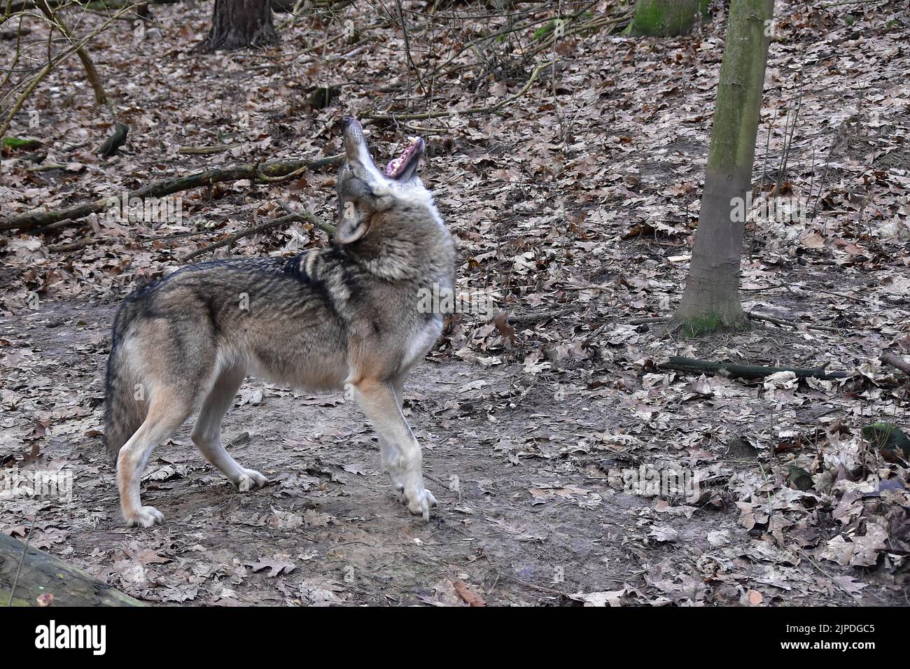 wolf, howl, wolfs, howls Stock Photo - Alamy