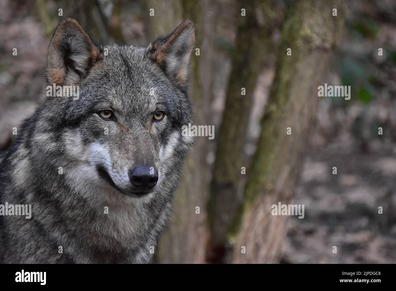 animal portrait, wolf, animal portraits, wolfs Stock Photo - Alamy