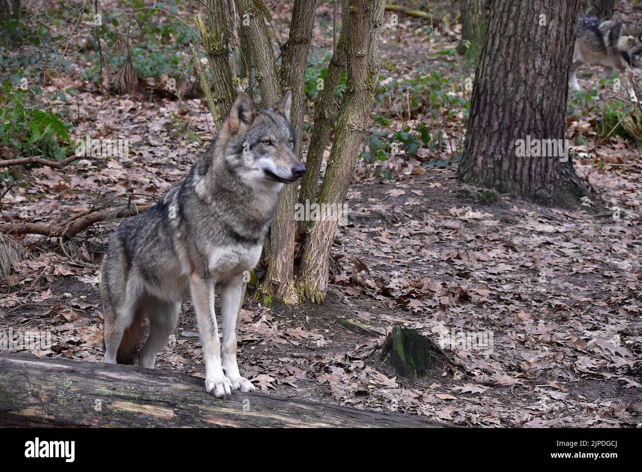 forest, attentive, wolf, forests, wood, woodland, woods, attentives ...