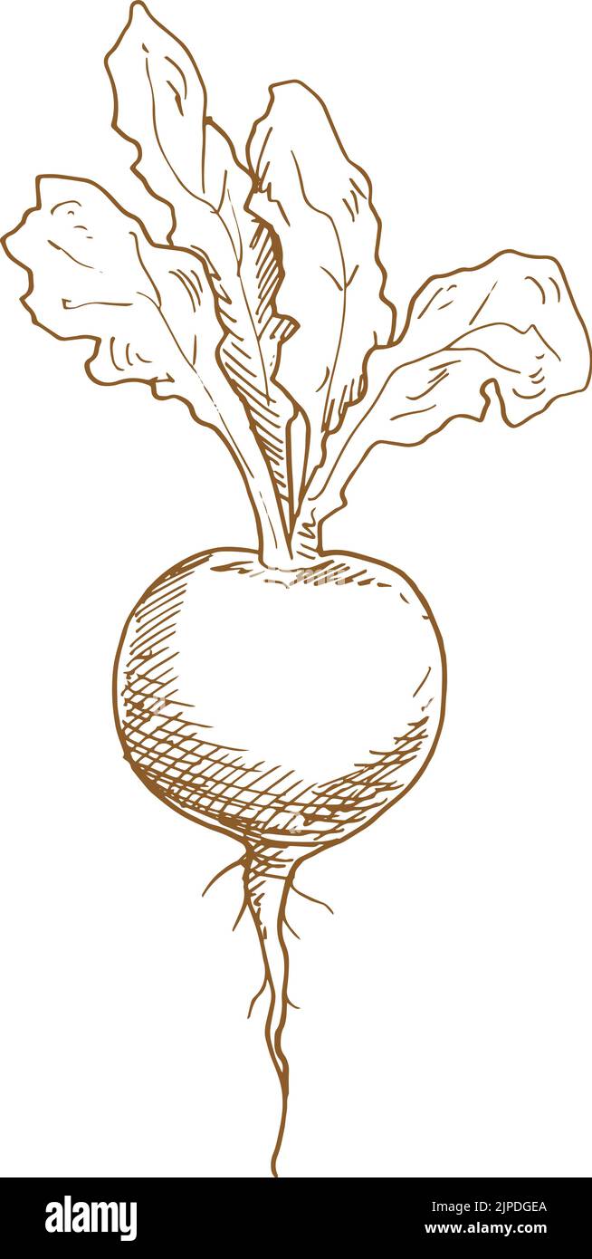 Beetroot food ingredient isolated sketch. Vector vegetable, whole ...